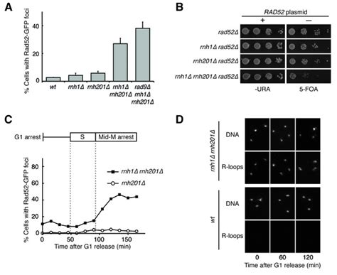 RNase H Enables Efficient Repair Of R Loop Induced DNA Damage ELife