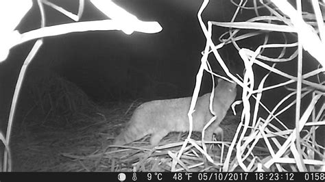 ლელიანის კატა Felis Chaus Youtube