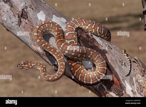 Centralian Carpet Python On Tree Branch Stock Photo Alamy