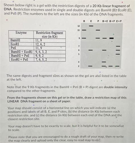 solved shown below right is a gel with the restriction