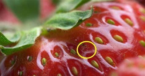딸기에 초파리 알 숨어있다 ‘ 딸기는 걱정 안해도 돼