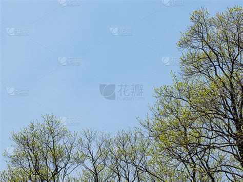 树木和天空