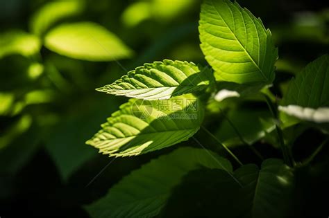 绿色的叶子高清图片下载 正版图片600227196 摄图网