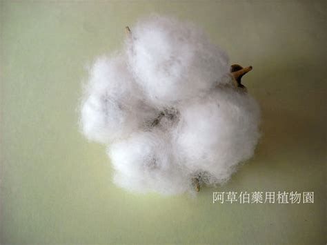 民間草藥 531 草 棉 阿草伯藥用植物園
