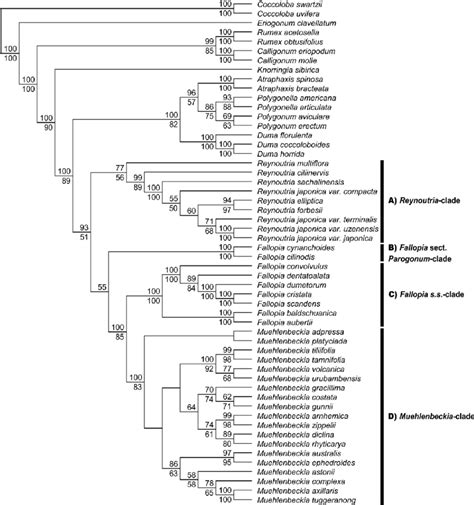 A Total Evidence Phylogenetic Tree Generated By A Maximum Likelihood Download Scientific