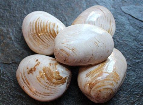 Clam Fossil Polished Clam Shell Sea Shell Etsy Clam Shell Fossil Sea Shells