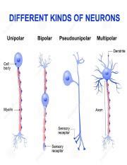 Neuron Types DIFFERENT KINDS OF NEURONS Unipolar Bipolar