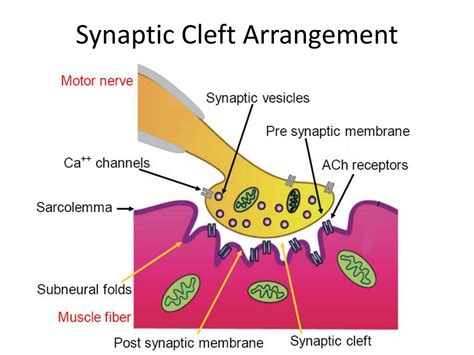 Synaptic Cleft Definition Anatomy Of The Synaptic Cleft Ohzc