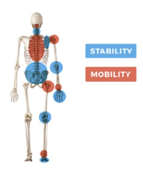 Selective Functional Movement Assessment In Fort Worth Tx Taylor