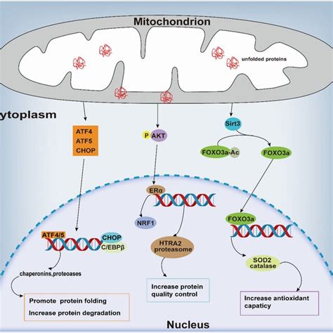 The Different Mammalian Mitochondrial Unfolded Protein Response Uprmt Download Scientific