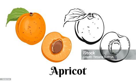흰색 배경에 고립 된 살구 색상 그림과 흑백 윤곽선 만화 평면 간단한 스타일의 달콤한 과일 전체 반의 벡터 이미지입니다 건강한 생활방식에 대한 스톡 벡터 아트 및 기타