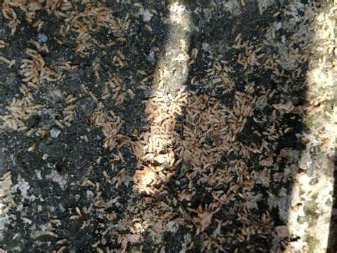 Dead Termite Piles After Insecticide Spray Stock Image Image Of House Build 279958673