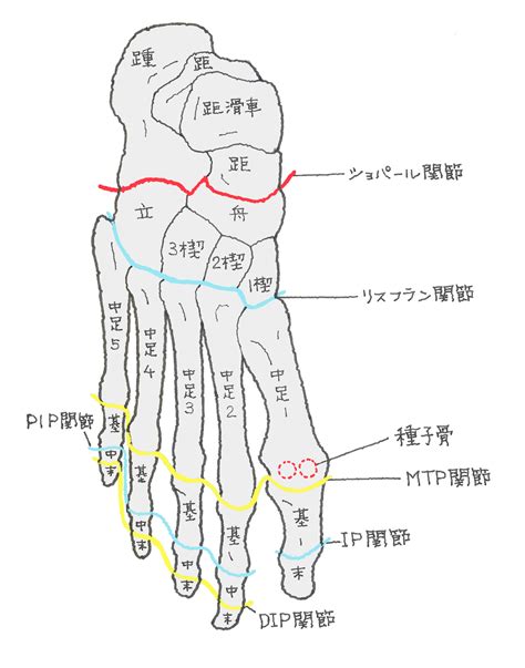 足の構造と仕組みについて 福岡の弁護士による後遺障害等級認定サポート