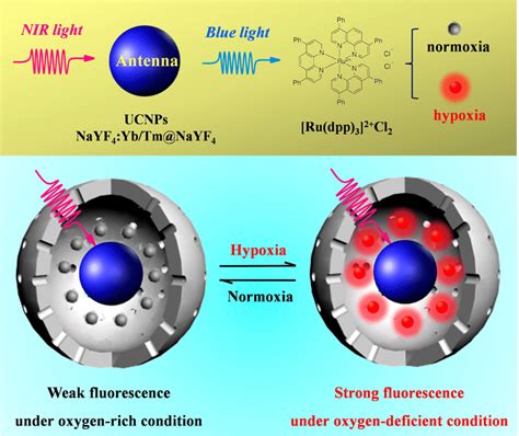 Scheme 1 Schematic Illustration Of The Structure Of Nanosensors And