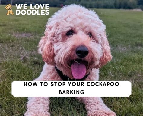How To Stop Your Cockapoo Barking We Love Doodles