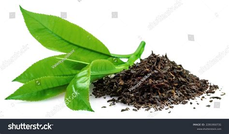Fresh Green Tea Leaves