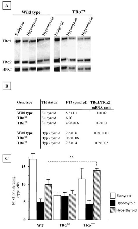 Functional Interference Between Thyroid Hormone Receptor α Trα And Natural Truncated TrΔα