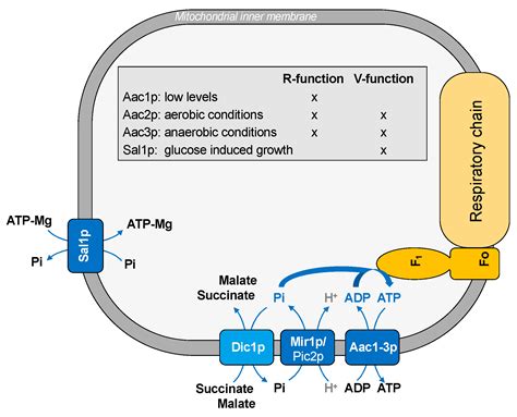 Gluconeogenesis Mitochondria