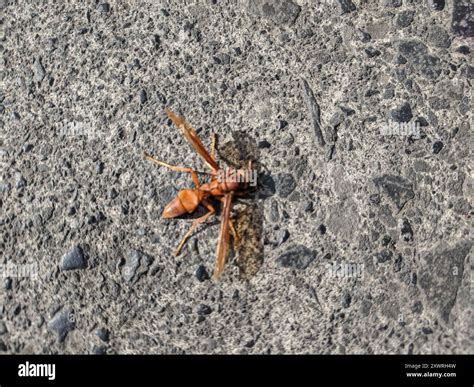 Neotropical Red Paper Wasp Polistes Canadensis Insecta Stock Photo