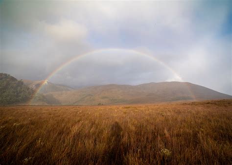 The Nature Of Sound And The Elusive Ground Parrot Kuno