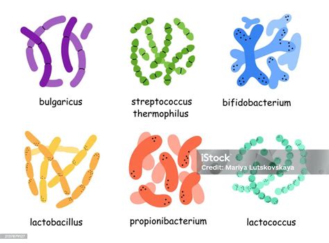 프로바이오틱스 다양한 색상의 마이크로바이옴과 마이크로바이옴 비피도박테리움는 분리된 원소를 보충합니다 위장 건강 벡터 만화 평면 스타일 고 마이크로바이옴에 대한 스톡 벡터