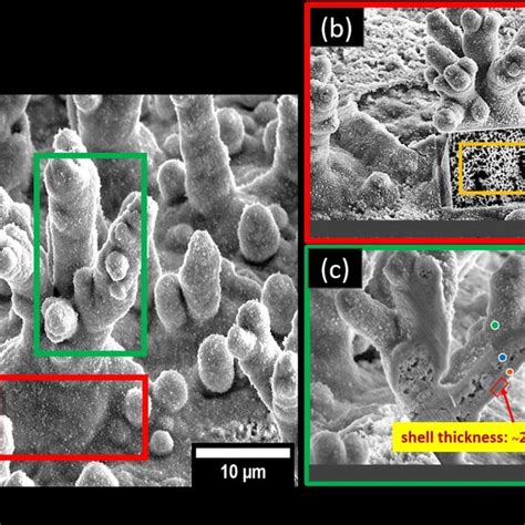 Fib Sem Cross Section Of The 3d Coral Like Structure And The Eds Download Scientific Diagram