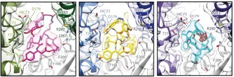 Crystal Structures Of F Actin In Complex With E 45 Magenta Pdb Id