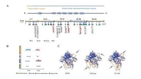 Variation Distribution At The Gene Level Protein Level And Protein Download Scientific