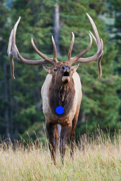 Where To Shoot An Elk With A Bow Outdoor Life