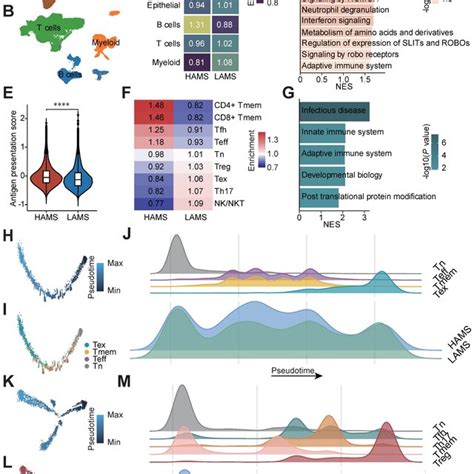 Single Cell Transcriptomic Analysis Deciphers That Apobec Mutagenesis