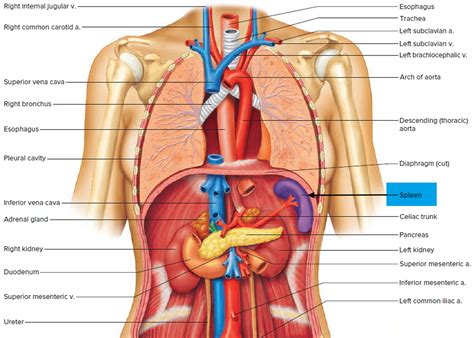 Spleen Location And Function Symptoms Of Enlarged And Ruptured Spleen