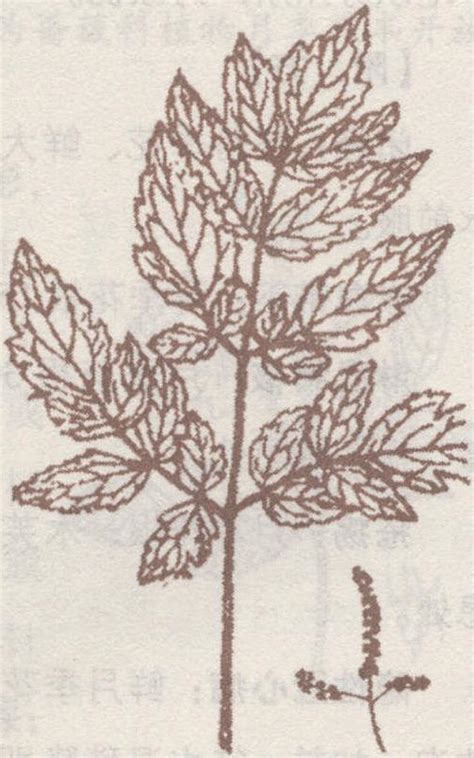 升麻 中药学 医学