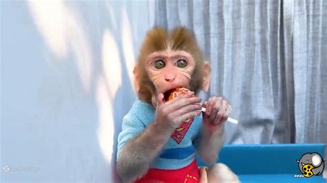 ویدئو کارتونی بچه میمون بازیگوش ماجراهای خرید اسباب بازی با چالش میمون