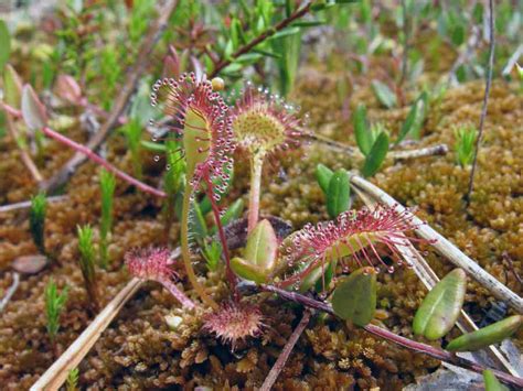 Росянка посадка и уход в домашних условиях виды и сорта фото