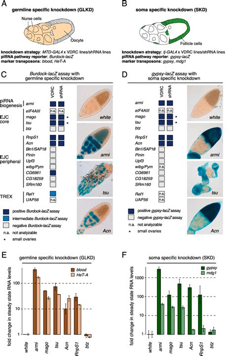 Figure 1 From The Exon Junction Complex Is Required For Definition And