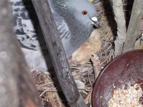 Fix No Sound Issue In Nfs The Run With These Easy Steps Federgold