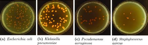 Example Images From Data Set 2 The Segmentation Suggested By The Download Scientific Diagram