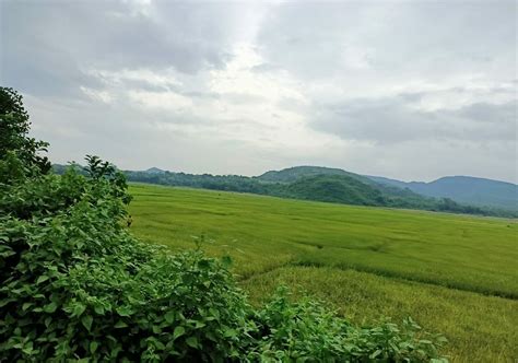 Global Wheat Detection Using Computer Vision By Ashis Palai Medium