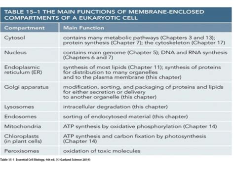 Lecture Flashcards Quizlet