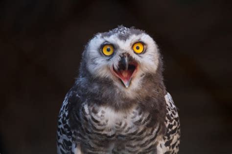 The Secret Life Of Elf Owls Small But Mighty