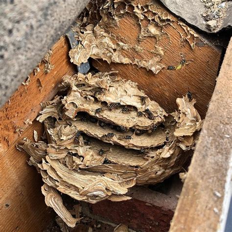 Wasp Nest Removal Swindon Mission Pest Control