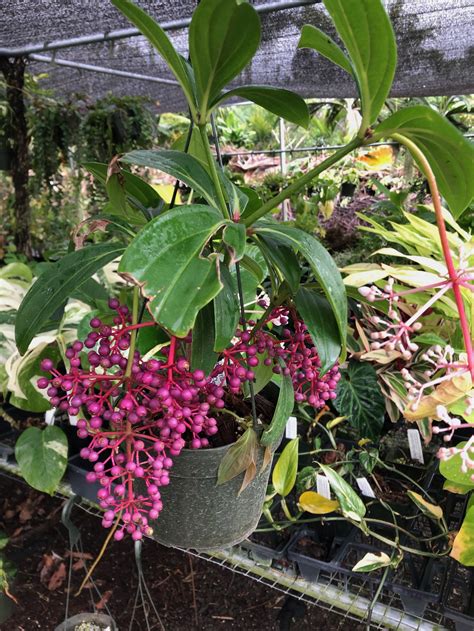 Medinilla Multiflora M Myriantha — Vintage Green Farms With Tom