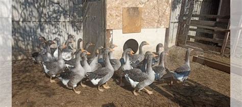 Тушка мясо гуся купить в Черном Товары для дома и дачи Авито