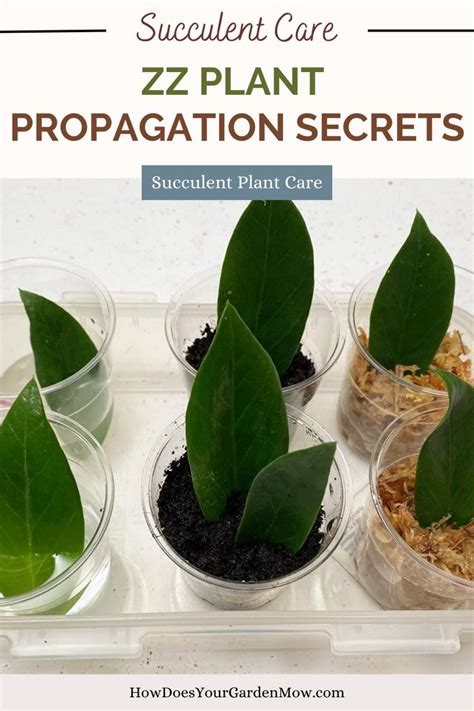 Zz Plant Propagation From Leaf To Life Propagating Plants Plants