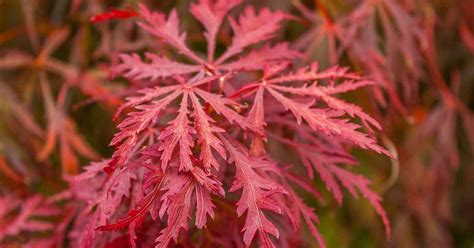 Maple Trees Japanese