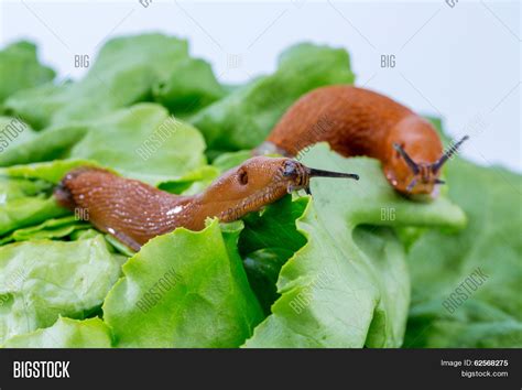 Slug Garden Eating Image And Photo Free Trial Bigstock