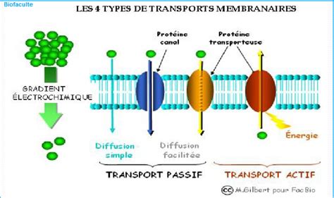 Transport Membranaire Bio Faculté