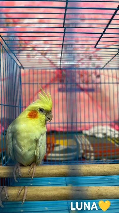 Luna💛cocktailbridslovehappinesscute Lovenaughtysweety Youtube