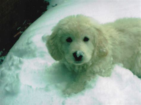 Duch Gor 2004 2016 Tatrakennel Bialy Domownik