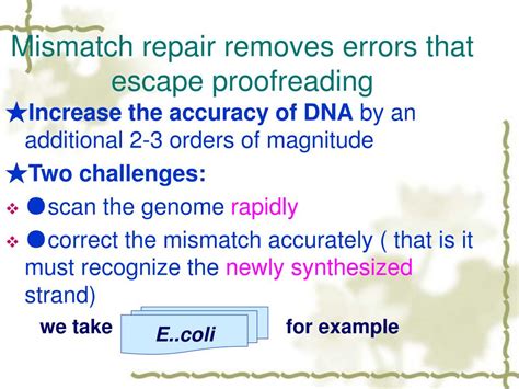 PPT Definitions Replication Errors Spontaneous DNA Damage DNA Mutations Double Strand